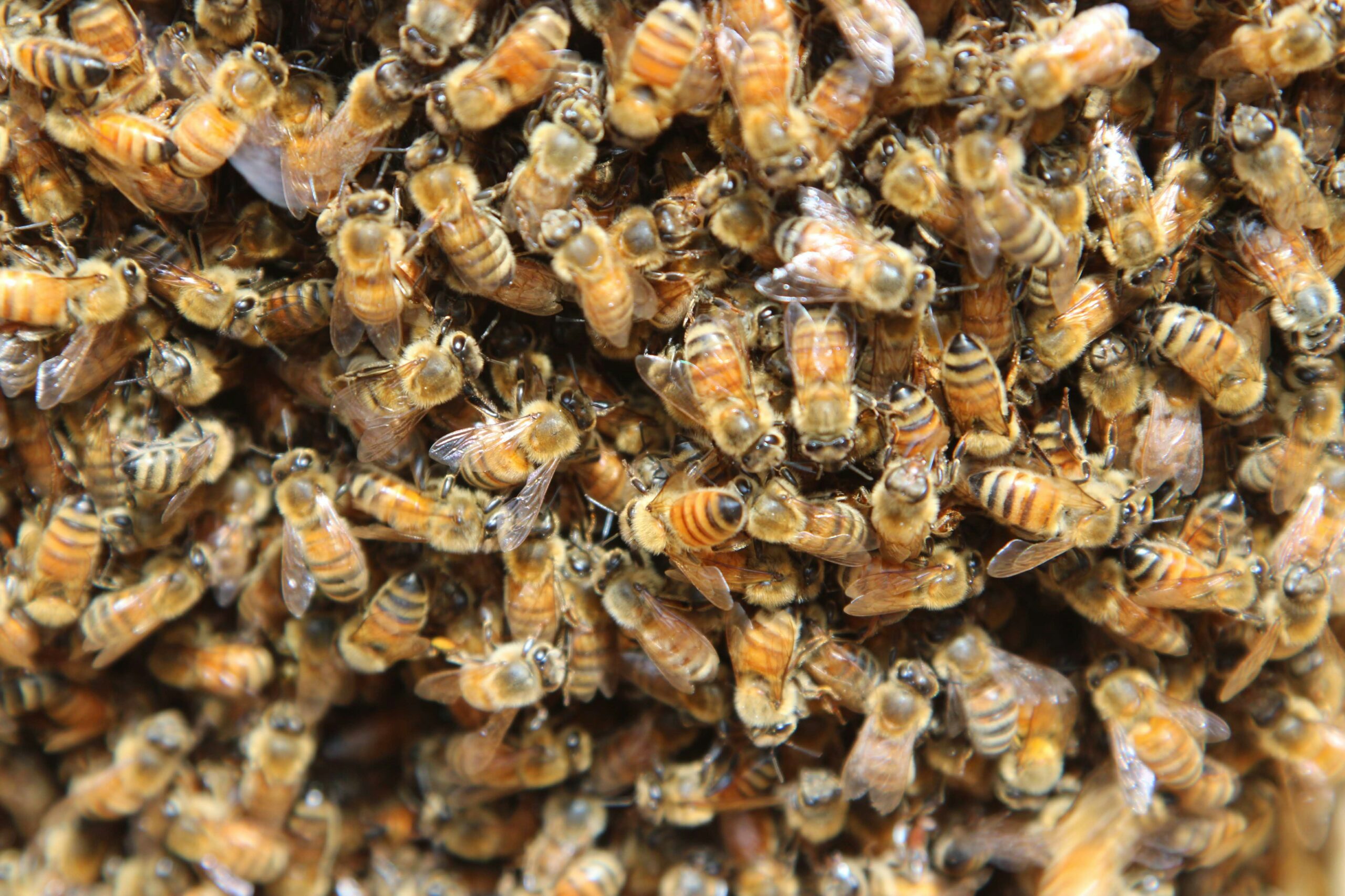 L'essaimage des abeilles - Ceuillette d'essaims sur Lorient Quimperlé